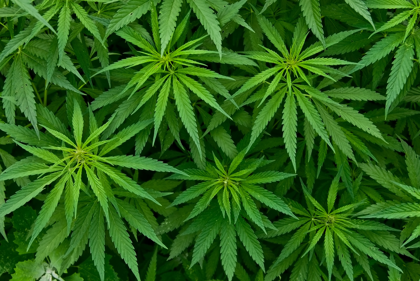 Minnesota Legislature Session Recap Part IV: Marijuana Legalization - NFIB